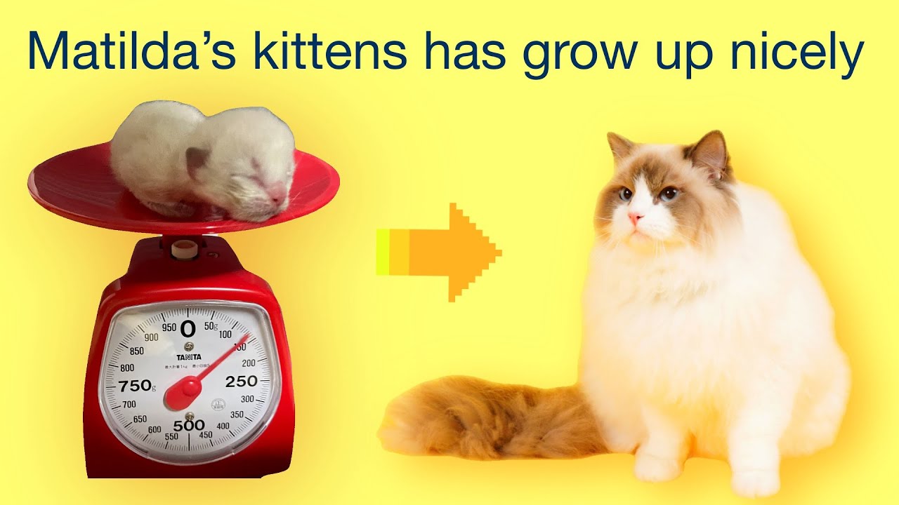 Matilda’s kittens grew up than they were compared to a year ago @LEON ...