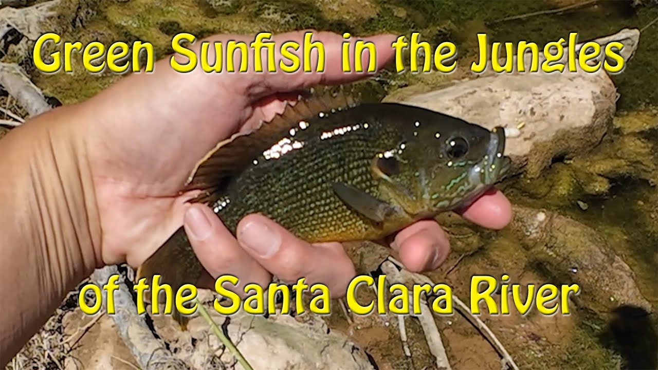 Exploring the Santa Clara River for Fish | Tenkara Fishing with Kebari ...