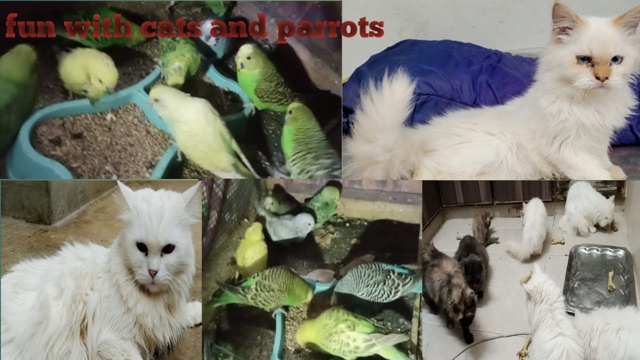 cute parrot babys || cat eating style || funny cats - YouTube