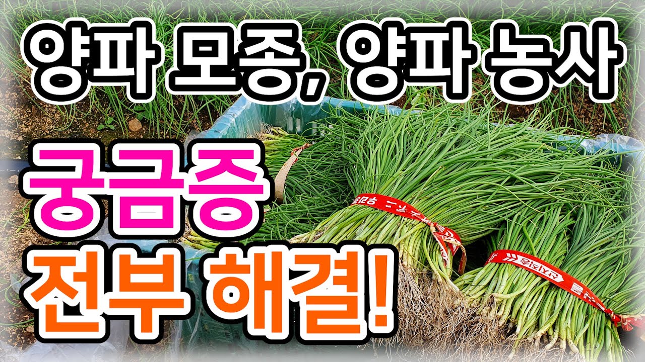 양파 양파 모종 양파 농사 관련 궁금증 전부 해결 양파 모종 판매하며 들었던 질문 총정리 심는 방법 수확