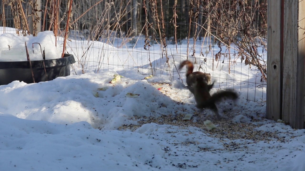 American Red Squirrel Food Fight - YouTube