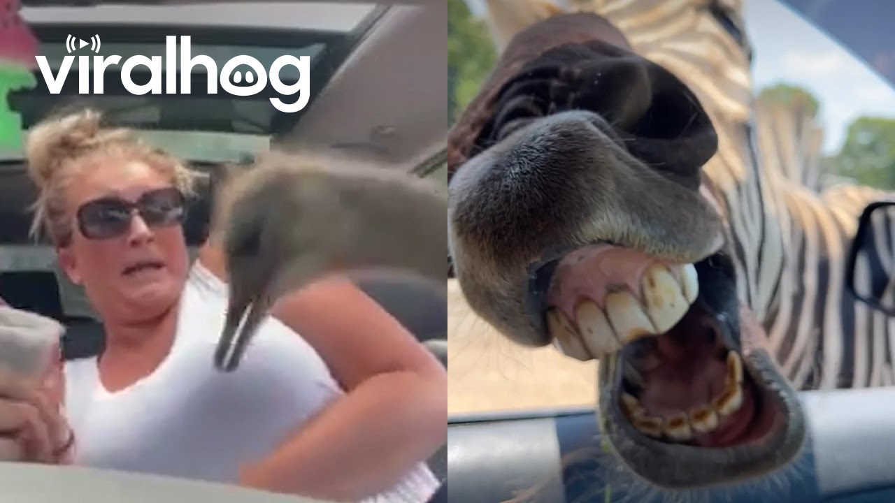 People Getting Scared By Animals || ViralHog - YouTube