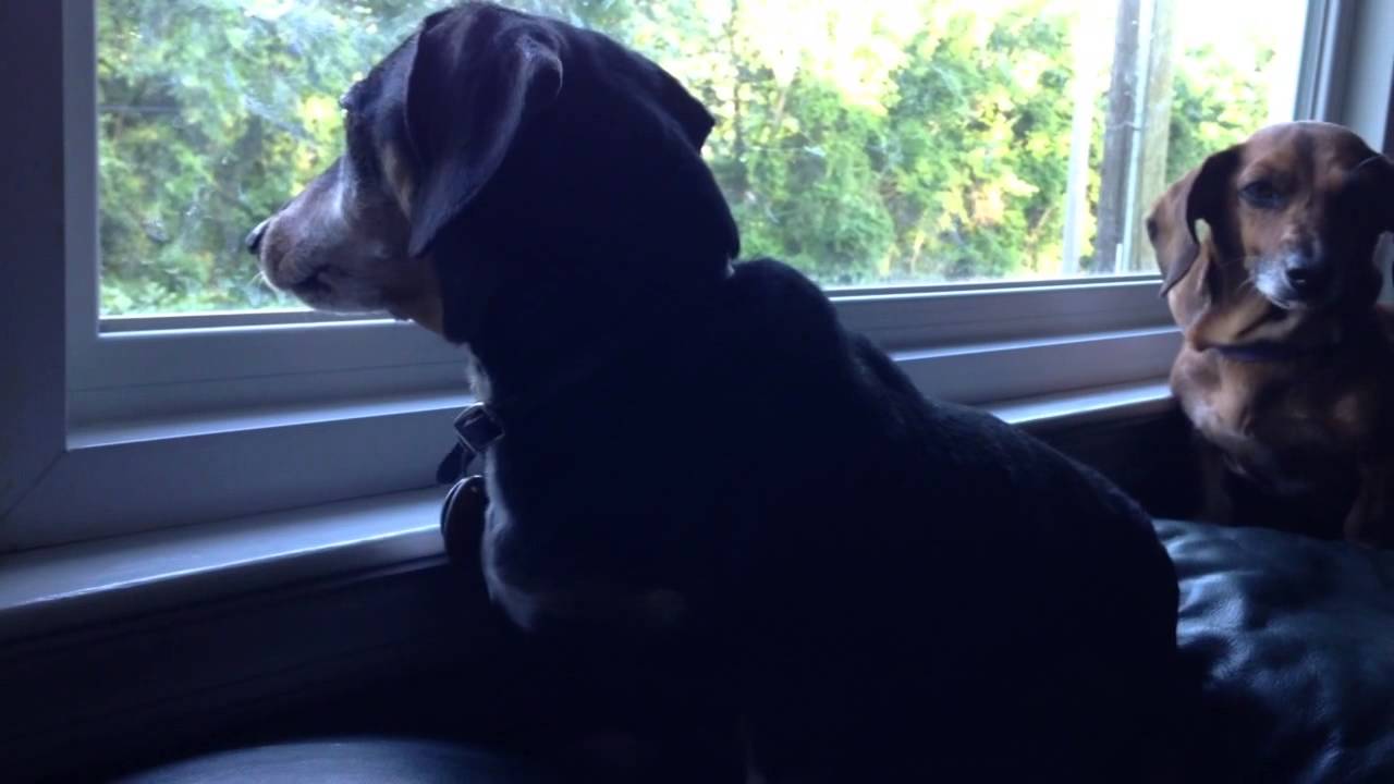 Angry dachshund and calm dachshund act as guard dogs - YouTube