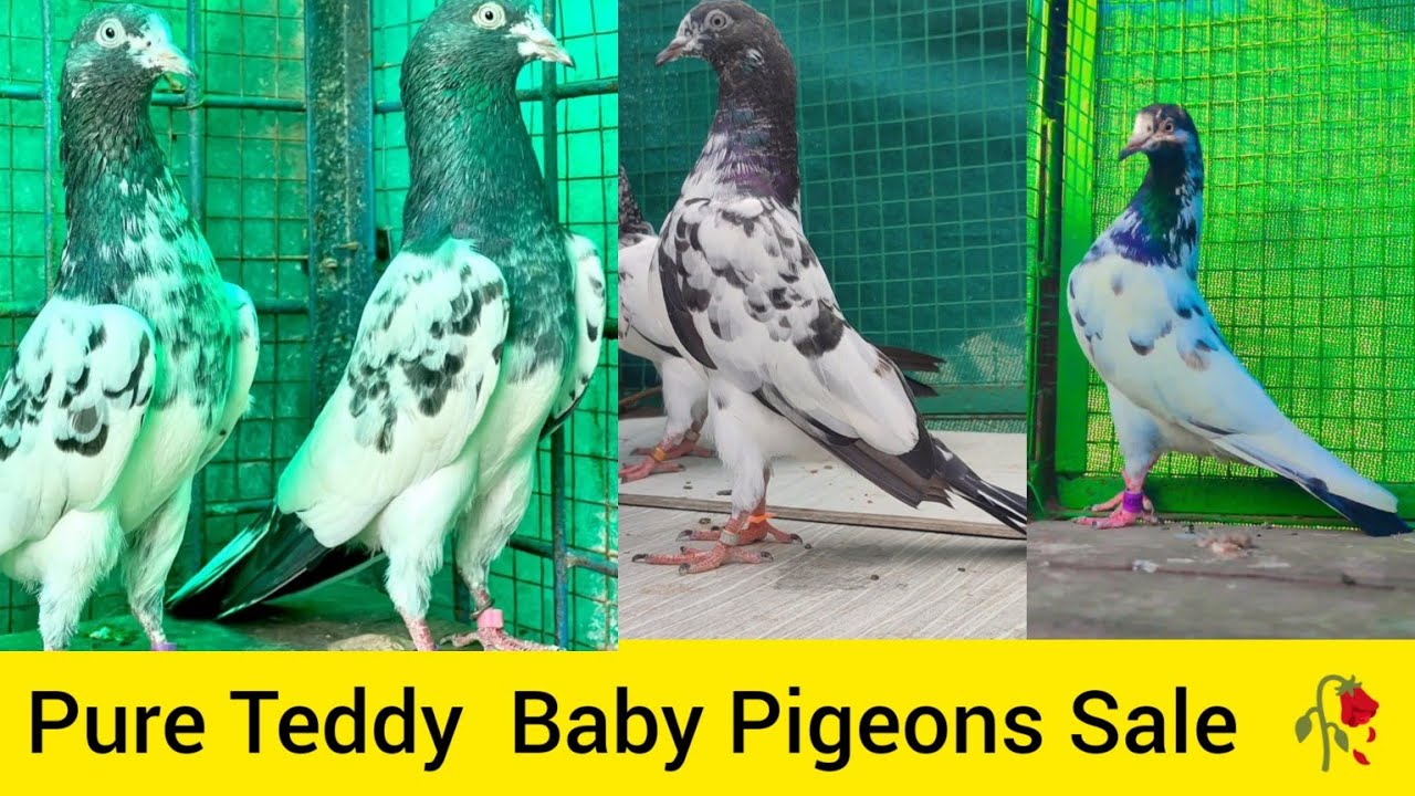 Pure Bloodlines Baby Teddy Pigeons 🥀 Near Up Uttarpardesh India # ...