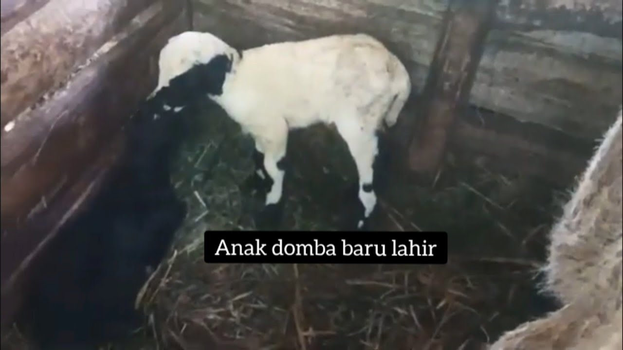 Bibit domba beranak 4ekor sama 3ekor#dombagarut #bibitdombagarut #goat ...
