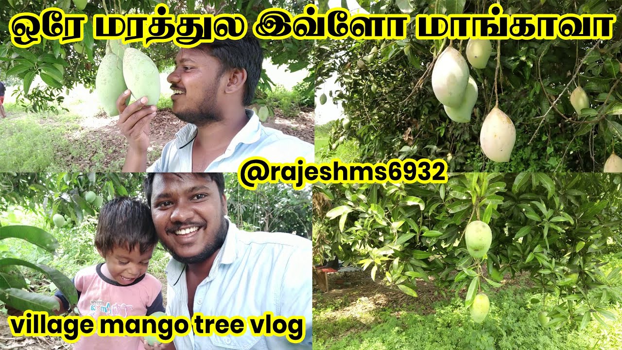 சரியான மாங்காய் வேட்டை | இவ்ளோ கீழ தொங்குற மங்காவை பாத்திருக்கீங்களா ...