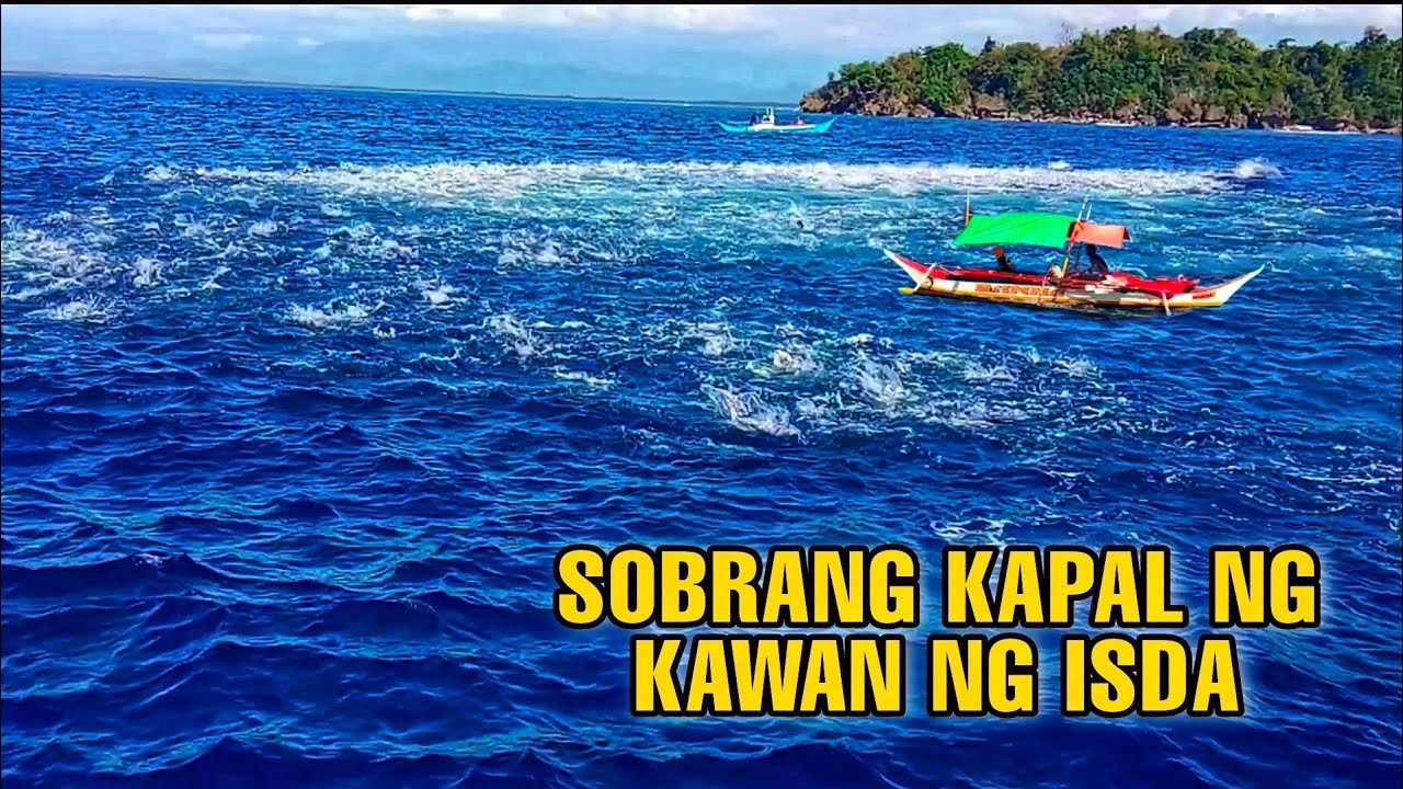 Nagkagulo Ang Mangingisda Sa Sobrang Lawak ng Kawan ng Gulyasan ...