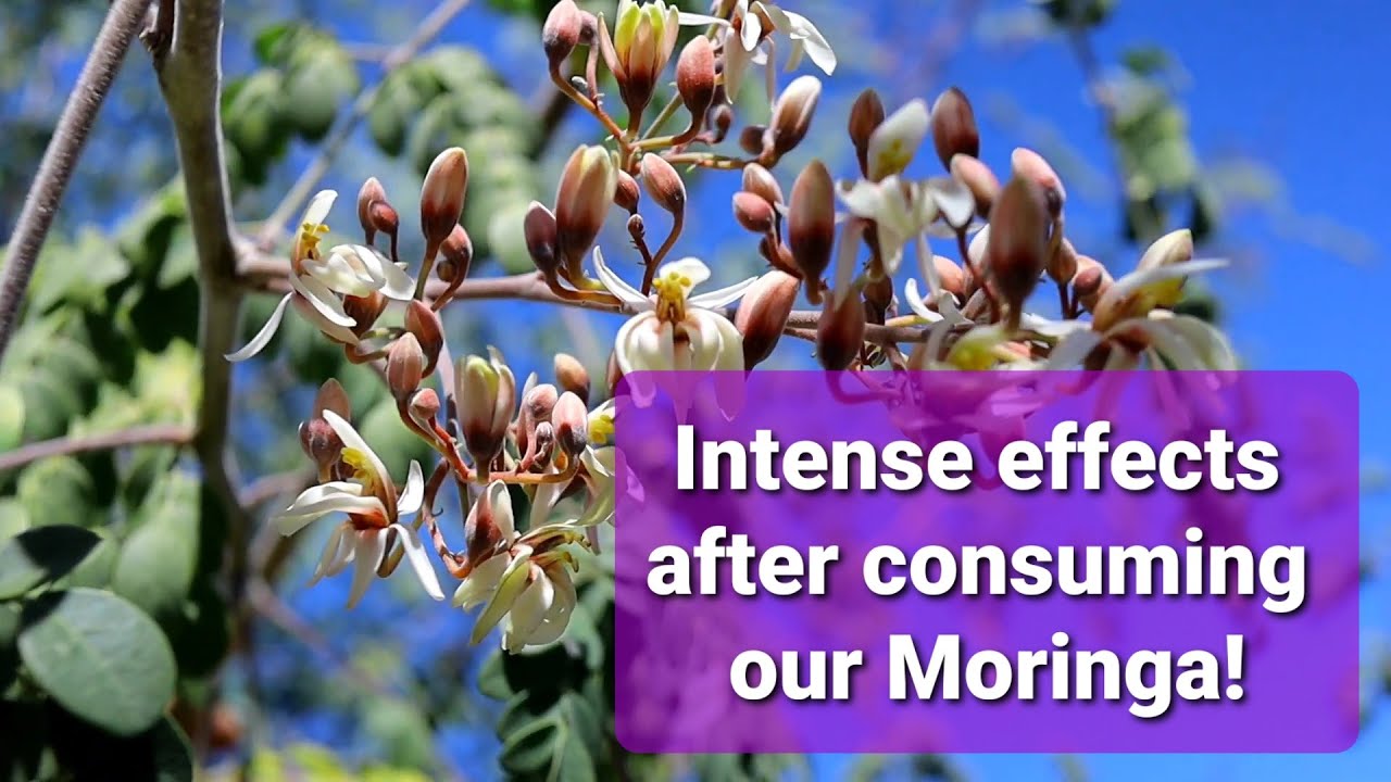 This VIVID side affect after consuming our 5 year old Moringa Oleifera ...