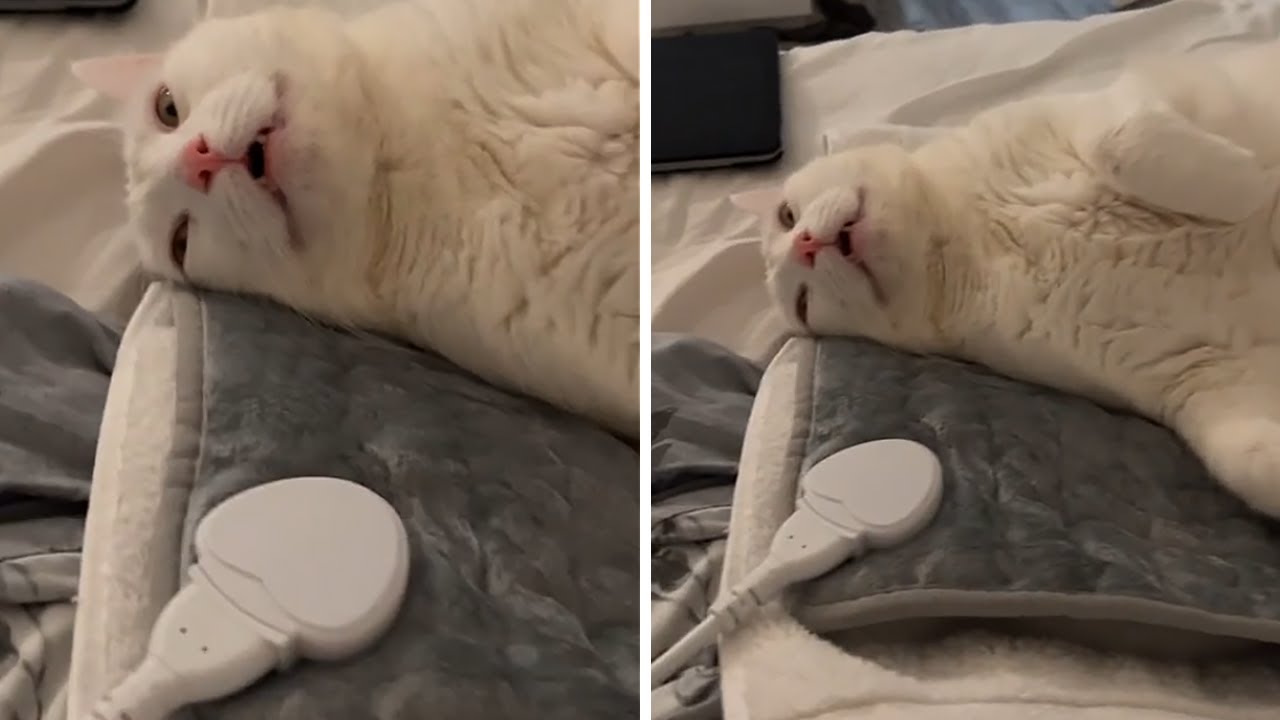 Snuggly cat enjoys cozy heating pad a little too much #shorts - YouTube