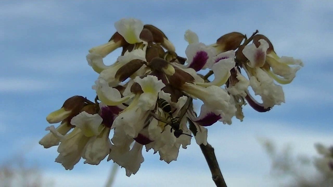 Pau Mocó - Planta do Sertão - YouTube