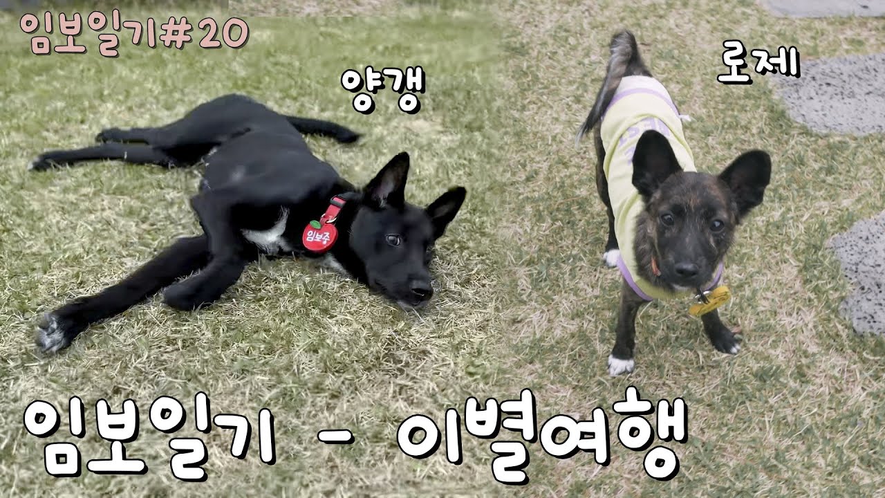임보일기 20 ㅣ반려견동반숙소 양평여행 상추먹는 강아지 ㅣ1인가구 임시보호 유기견임보 유기견 유기견임시보호 강아지