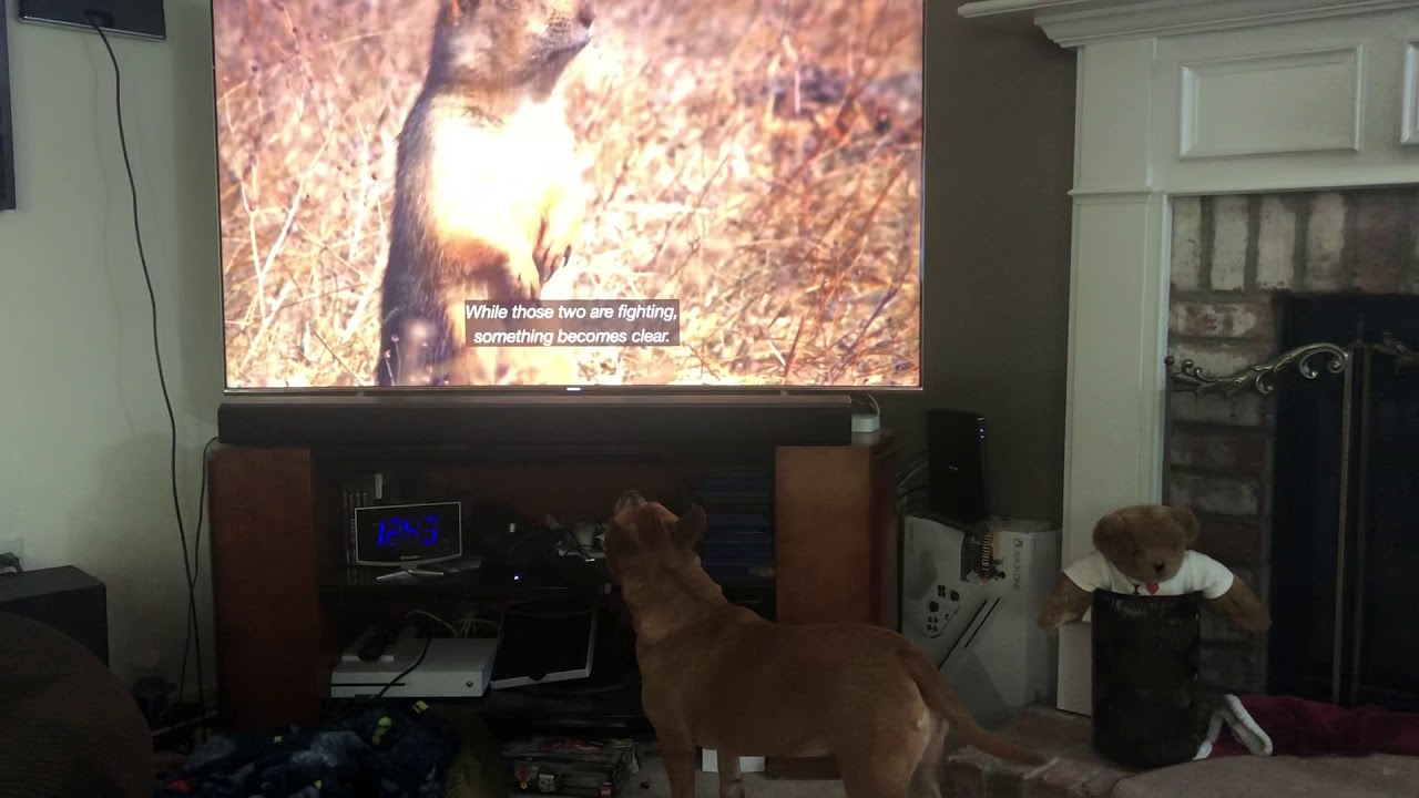 Stitch the dog really gets into Prairie Dog Manor episode! - YouTube