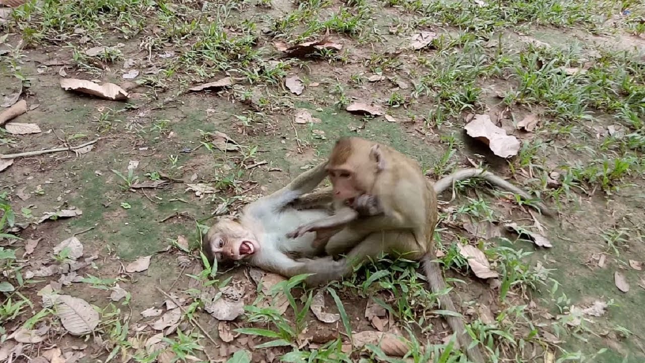 Cruelty Monkey Bite Monkey ST1178 Mono Monkey - YouTube