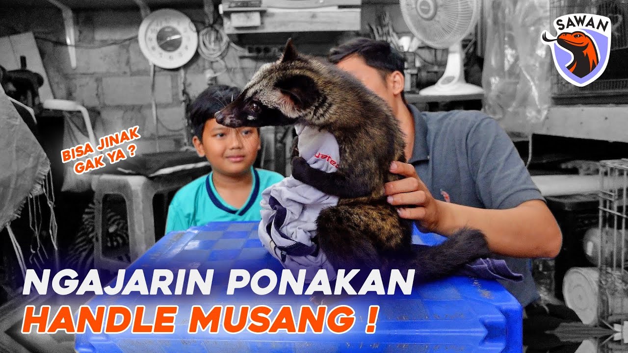 NGAJARIN PONAKAN HANDLE MUSANG YANG AKTIF! I #SAWAN - YouTube