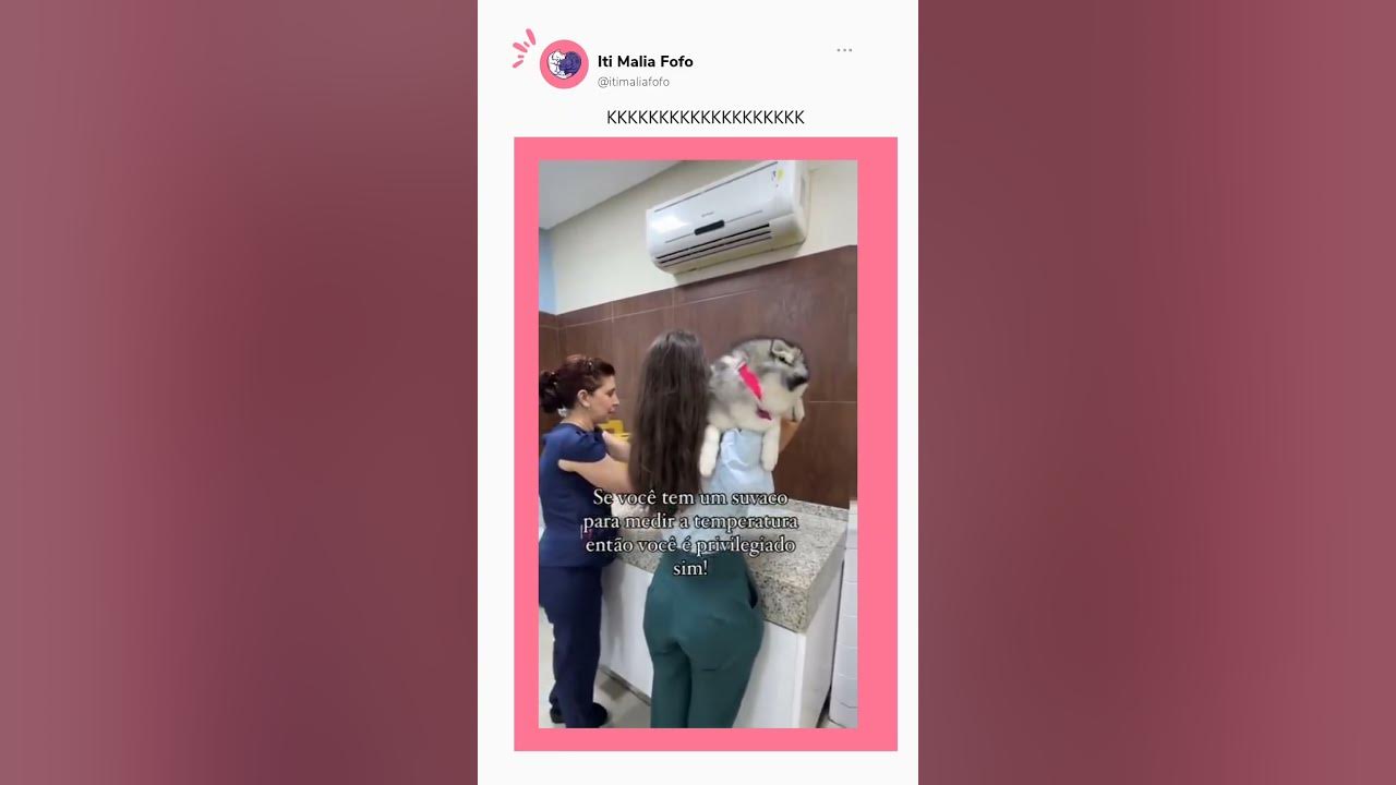 #animalvideos #gatos #gatoengracado #memes #memesgatos #animais #cat #gatosengracados # ...