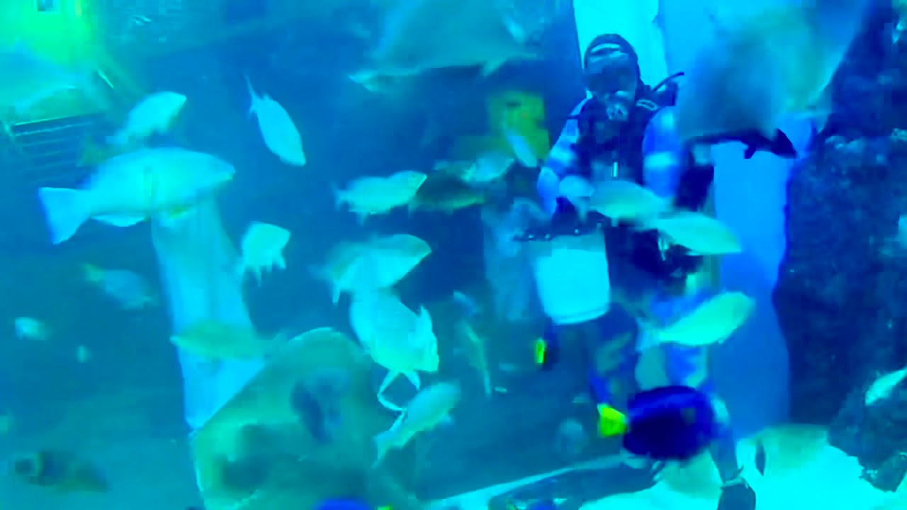 💙feeding cownose ray🐠 in Oman Aquarium - YouTube