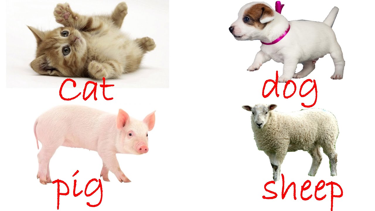 🐶🐷🐮🐵🐸🐥🐱🦆 Learn Names Farm Animals in English | Learn Sounds of Animals ...