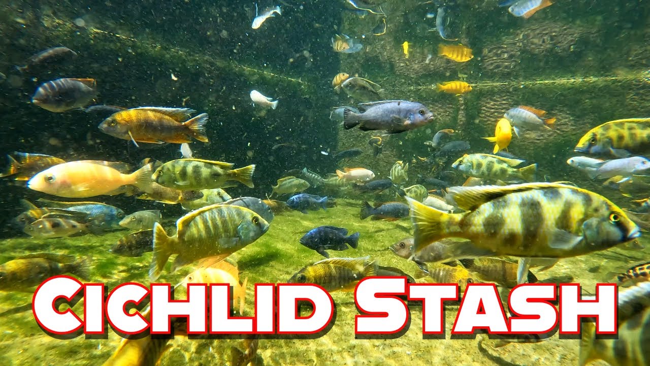 Massive Treasure Chest of Beautiful Fish - YouTube