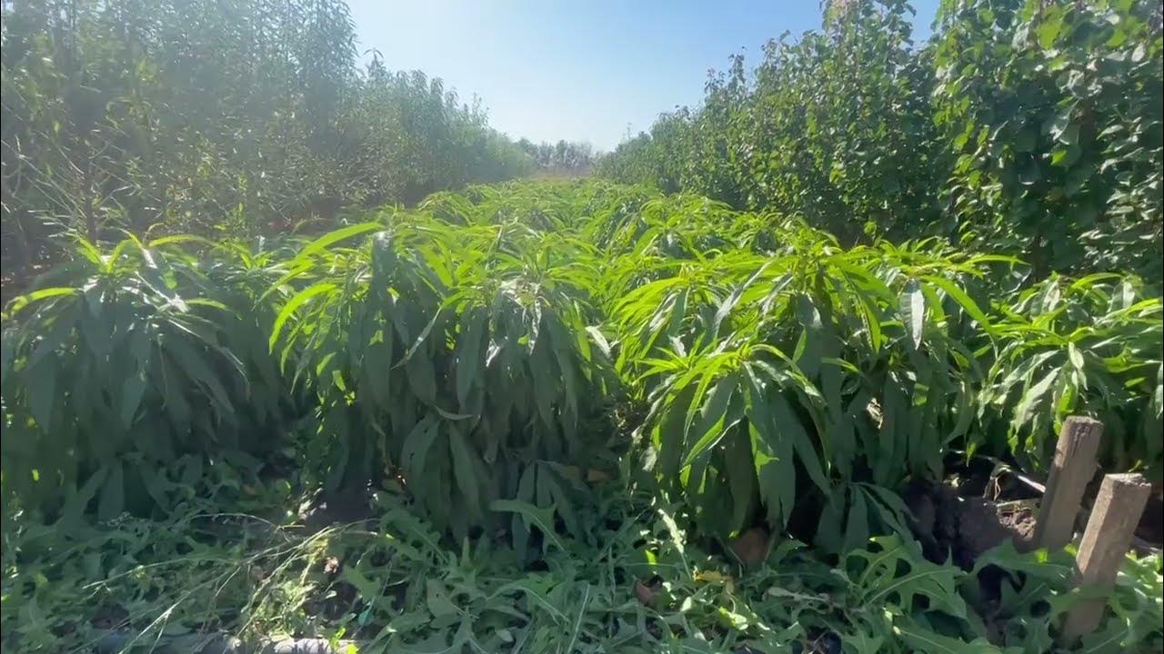 Колоновидные персики Ростов-на-Дону | Tertium Flora - YouTube