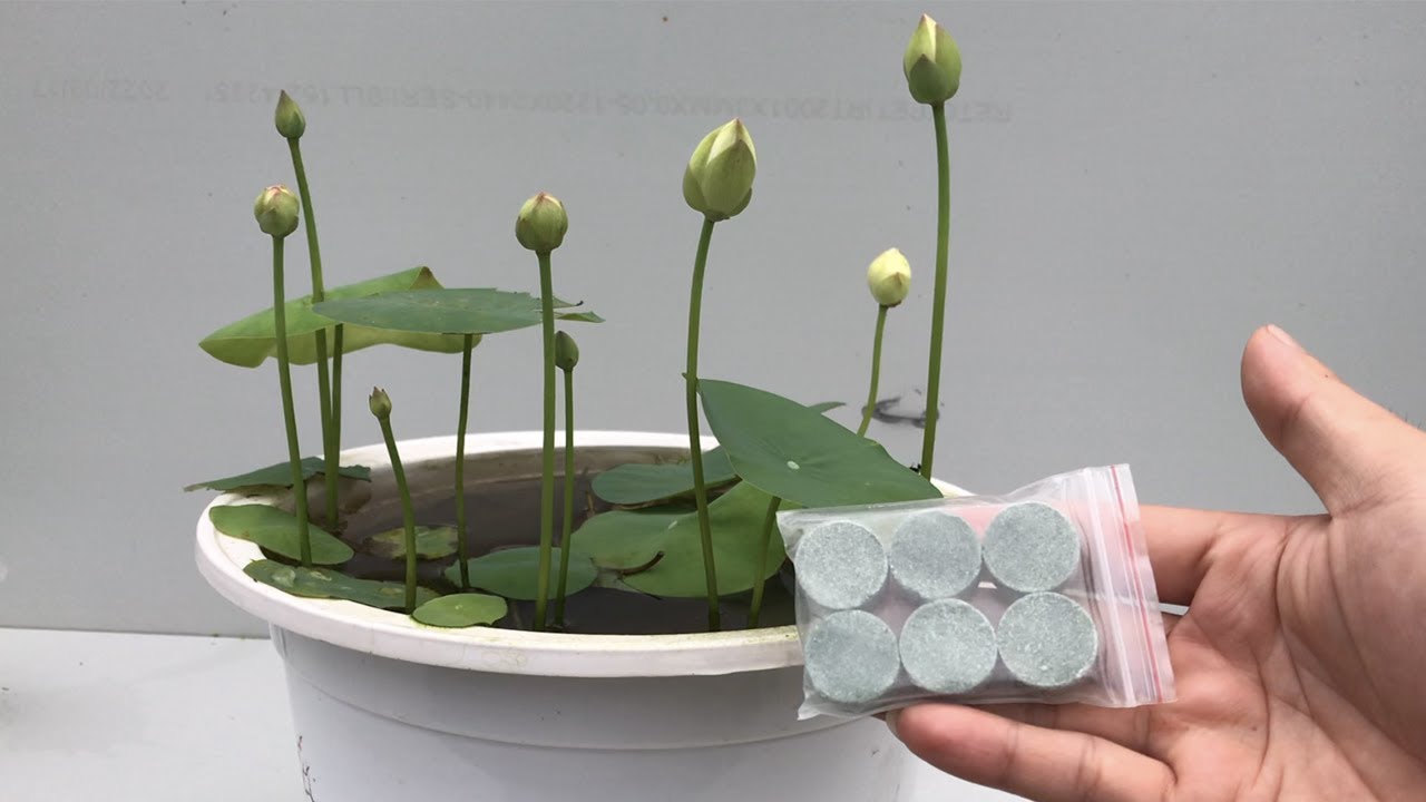 Fertilize your lotus pot with this fertilizer to make it bloom more ...