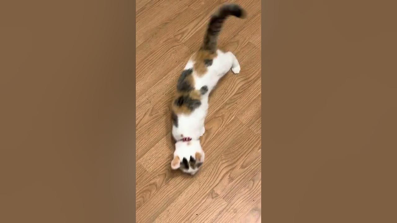 kitty’s first catnip - YouTube