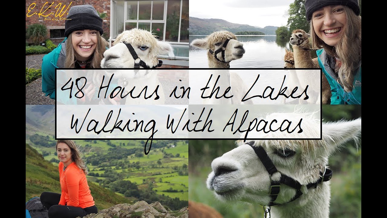 48 Hours in the Lake District; Walking Alpacas at Alpacaly Ever After ...