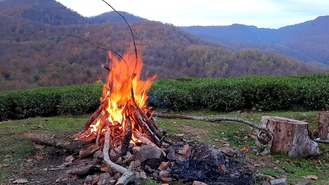 Autumn campfire near forest. Relaxing fire sounds. Tea garden and real ...