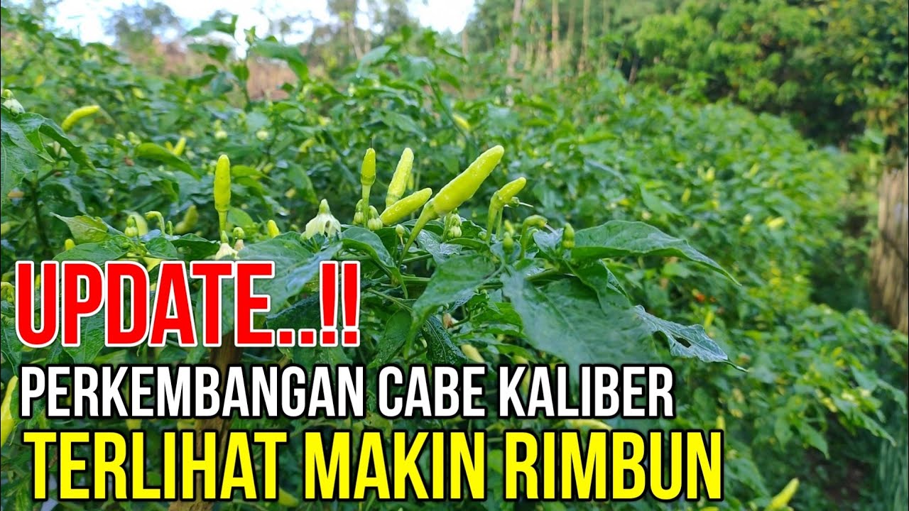UPDATE..!! PERKEMBANGAN CABE KALIBER SEMAKIN RIMBUN DAN SUBUR SETELAH ...