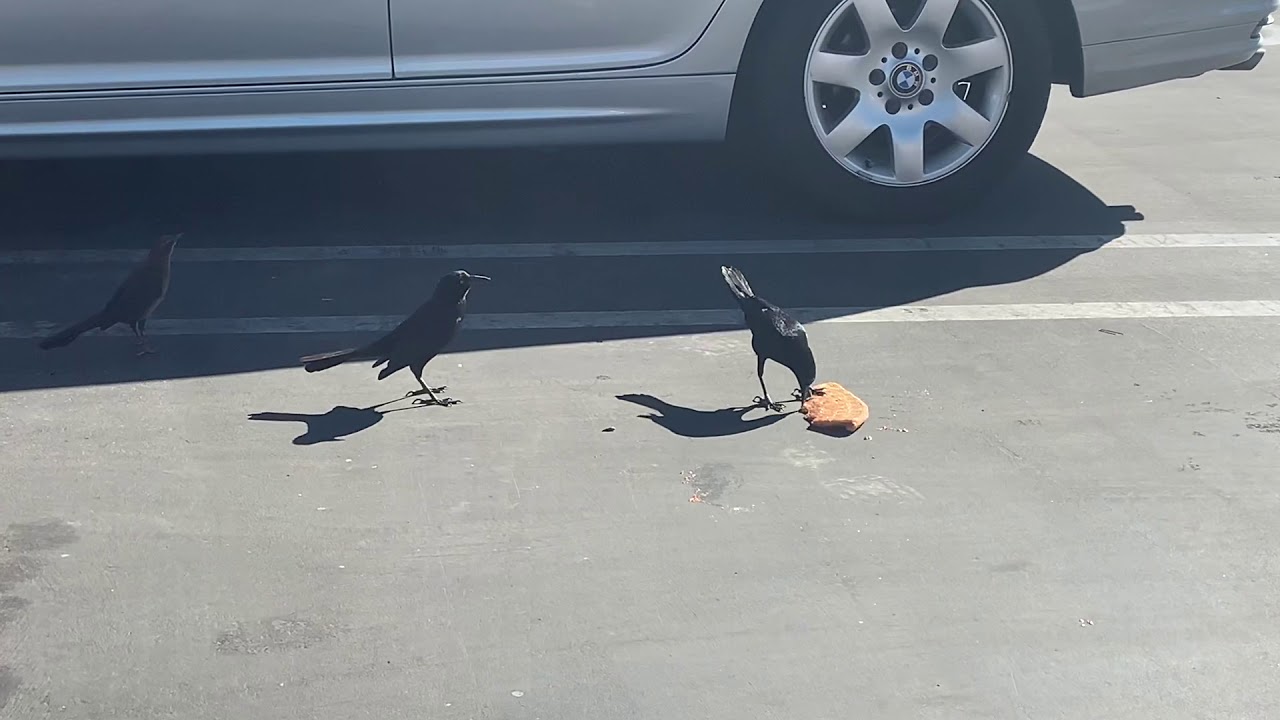 Crow Pizza Dominance - YouTube
