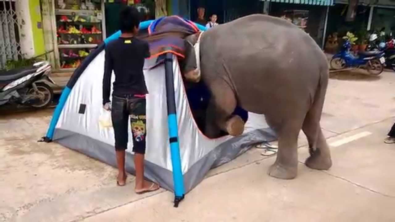 Inflatable camping tent tested by elephant..............! - YouTube