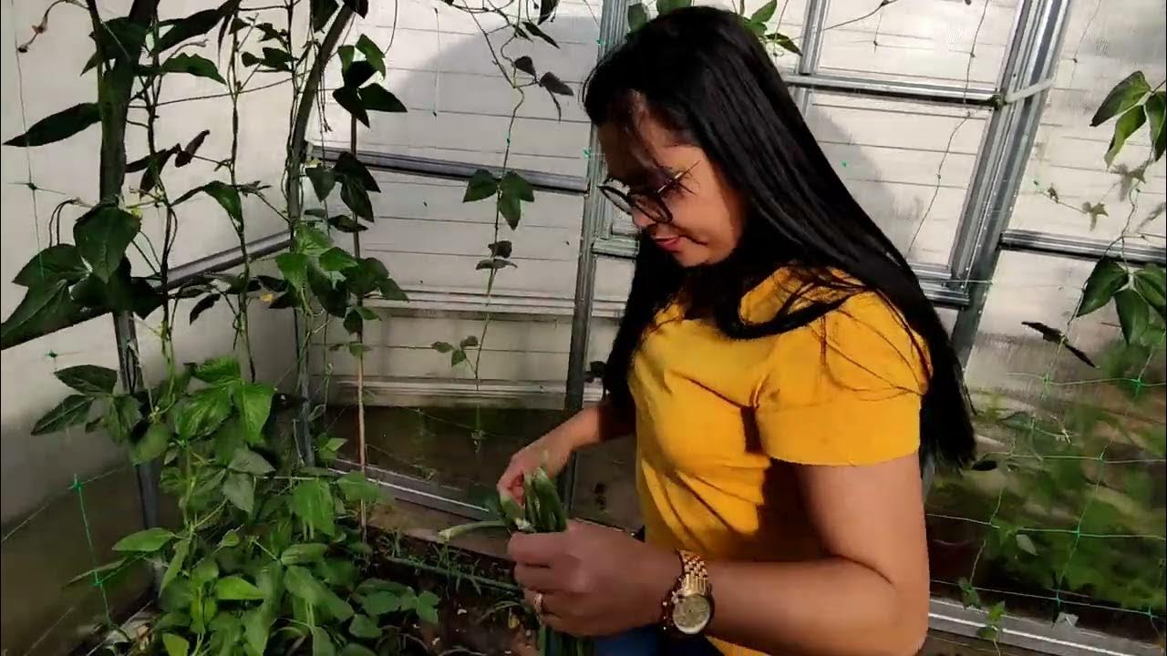 HARVEST TAYO NG SITAW SA AKING MALIIT NA GARDEN || PINAY IN BELGIUM - YouTube