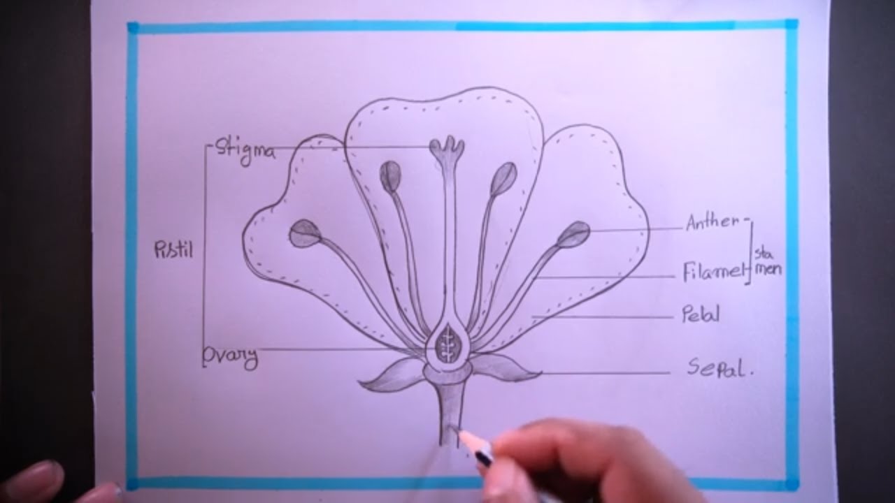how to draw parts of a flower step by step easy/parts of flower drawing ...