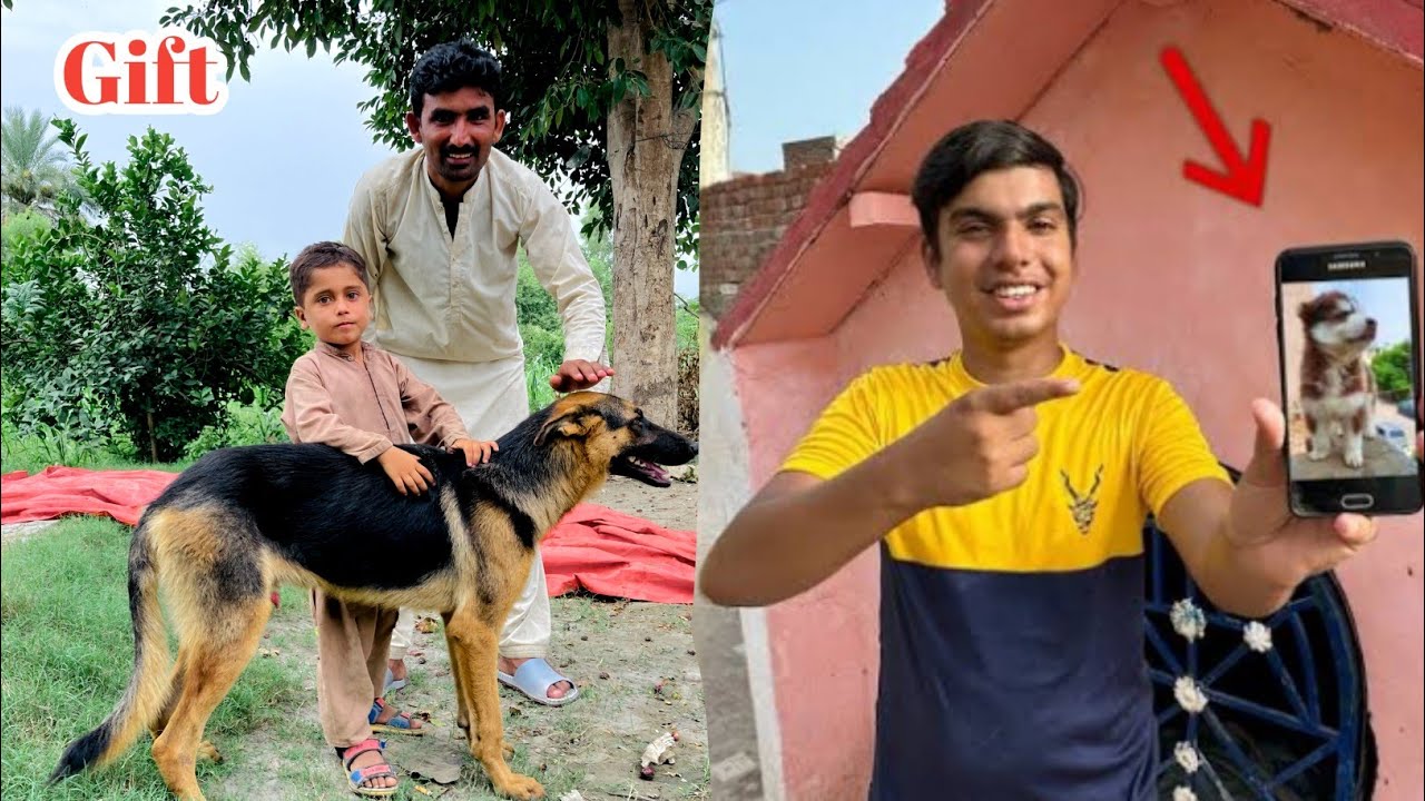 SW Pet House Ko Dog Gift Karne Wale Hain | - YouTube