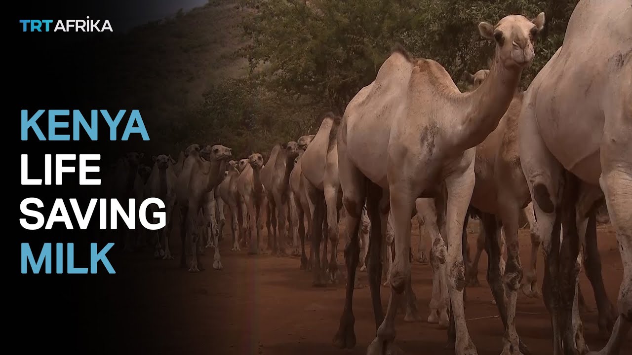 Drought: Kenya's life-saving milk - YouTube