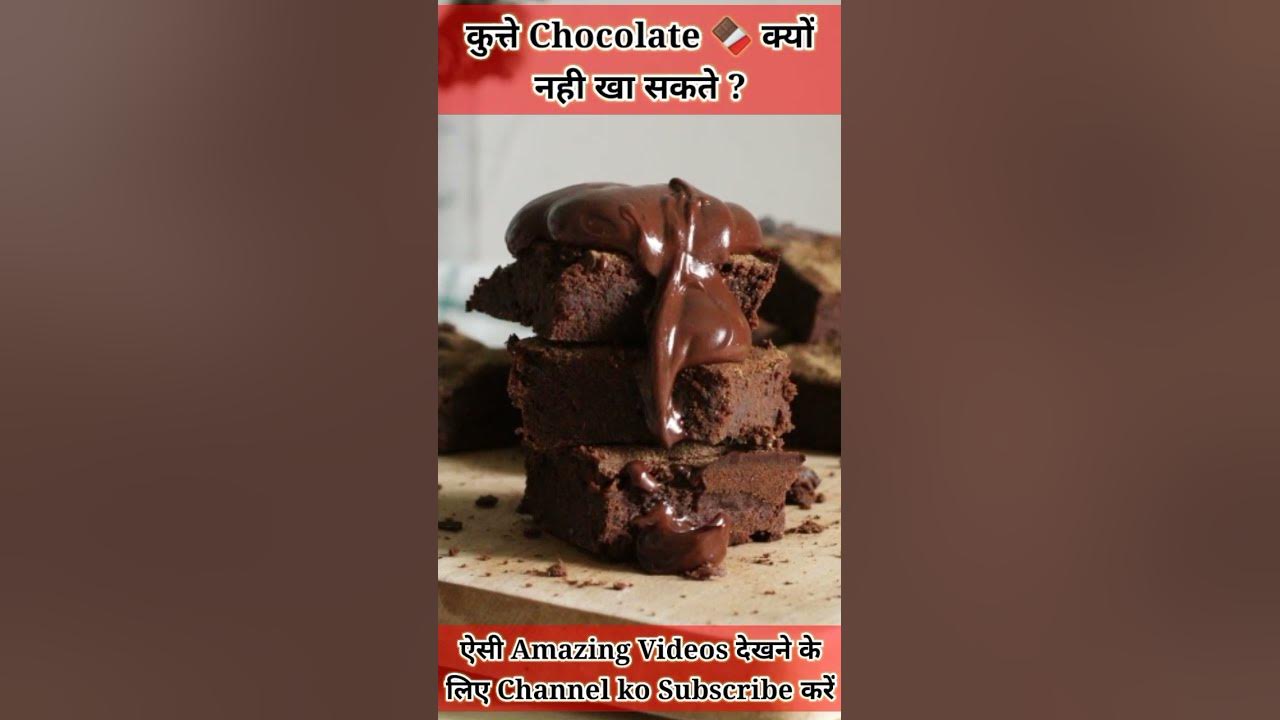 Chocolate why Dogs Can Died By chocolate-why-dogs-can-died-by