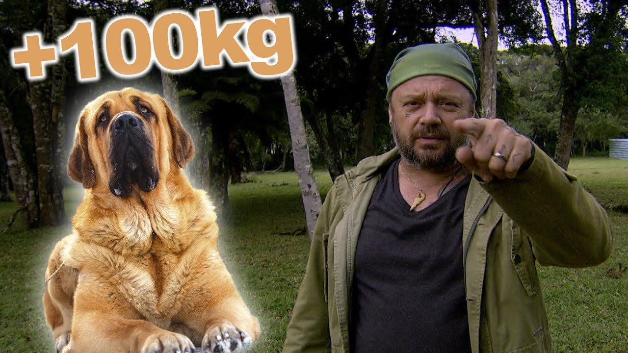 MASTIM ESPANHOL, UM CACHORRO GIGANTESCO! | RICHARD RASMUSSEN - YouTube