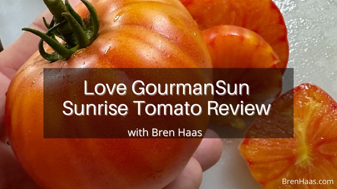 Love GourmanSun Sunrise Tomato Review - YouTube