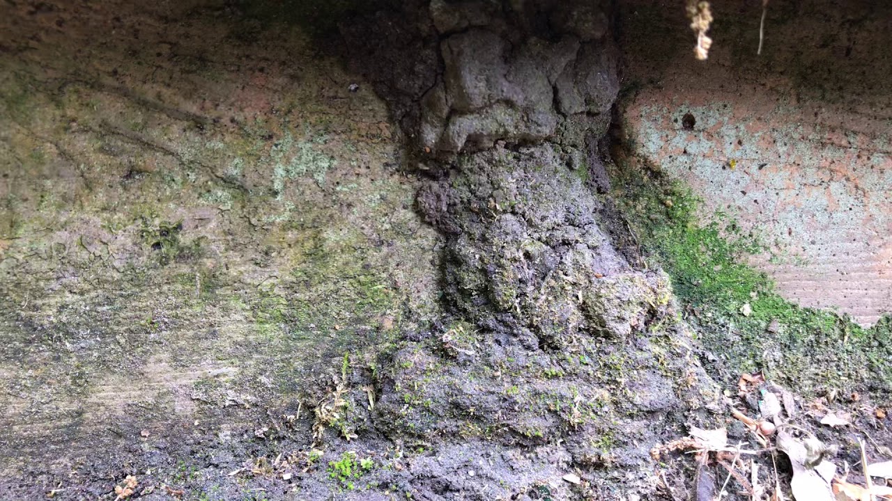 Eastern Subterranean Termite Tube - YouTube