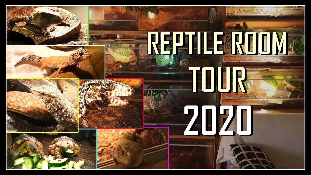 REPTILE ROOM TOUR 2020 | Home of MONITORS, TEGUS, TORTOISES, GECKOS ...