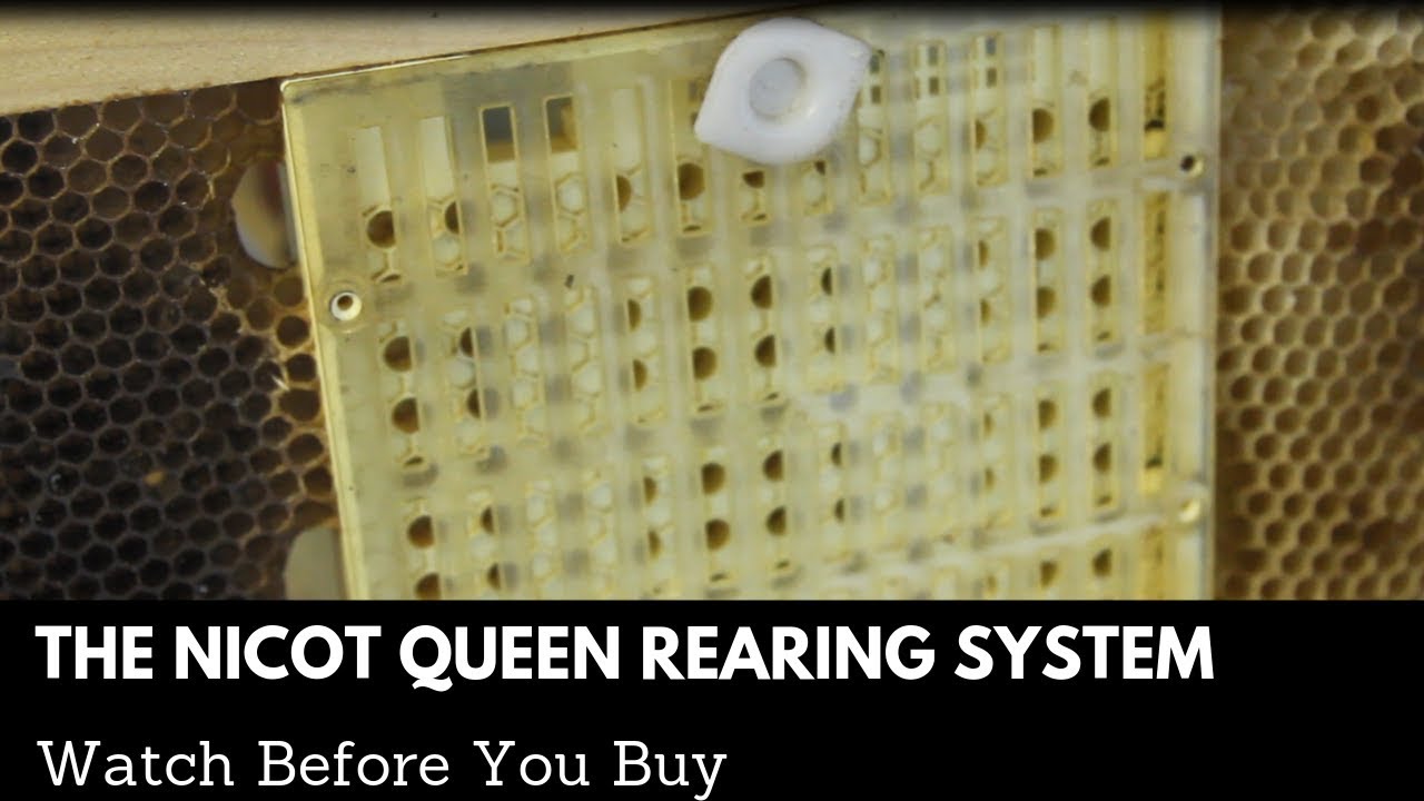 Why I HATE The Nicot Queen Rearing System Part 1 - YouTube