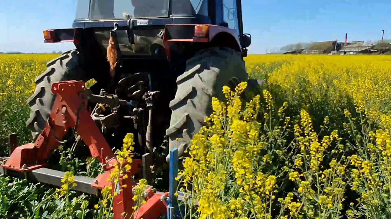 Clipping canola male plants to let them produce pollen for a longer ...