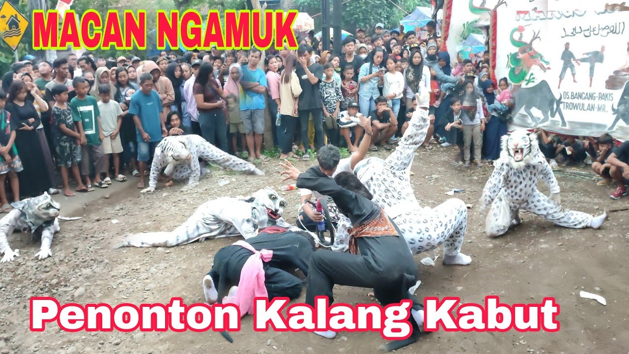 MACAN NGAMUK PENONTON KALANG KABUT MARGO JATI JUNIOR LIVE BANCANG PAKIS ...