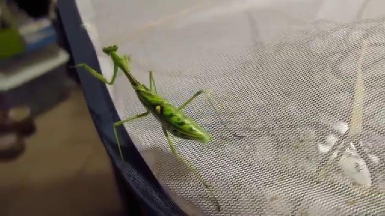 Omomantis Zebrata Zebra Mantis 2 - YouTube