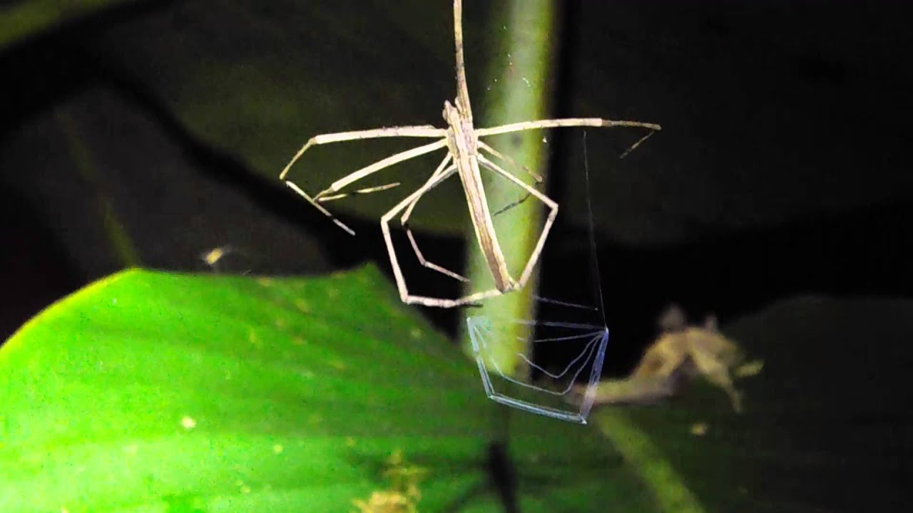 Web-casting Spider - YouTube