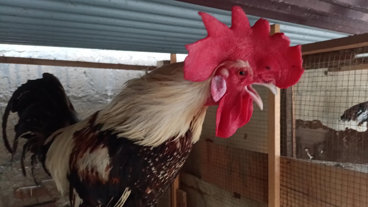 Adorable Rooster Saying Good Morning Friends | Amazing Rooster Crowing ...