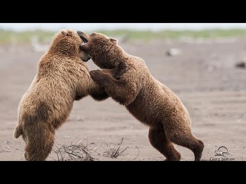 Epic Bear Fight in the Wild | Nature Documentary | @Quranhikmat-zs ...