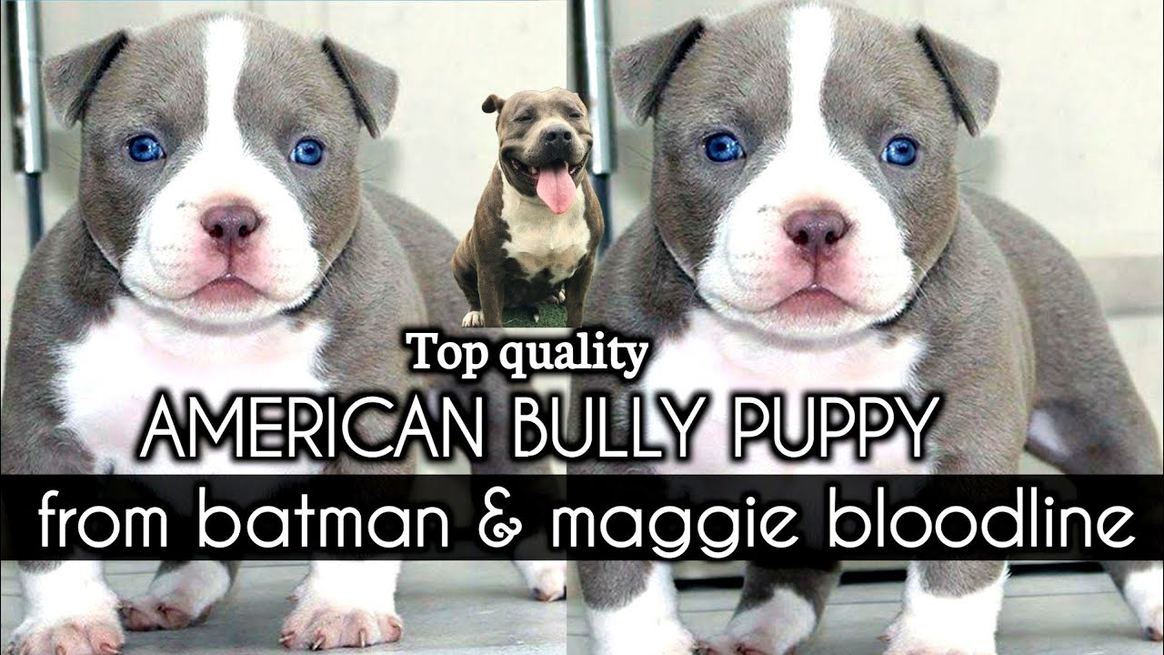 American Bully Bloodlines
