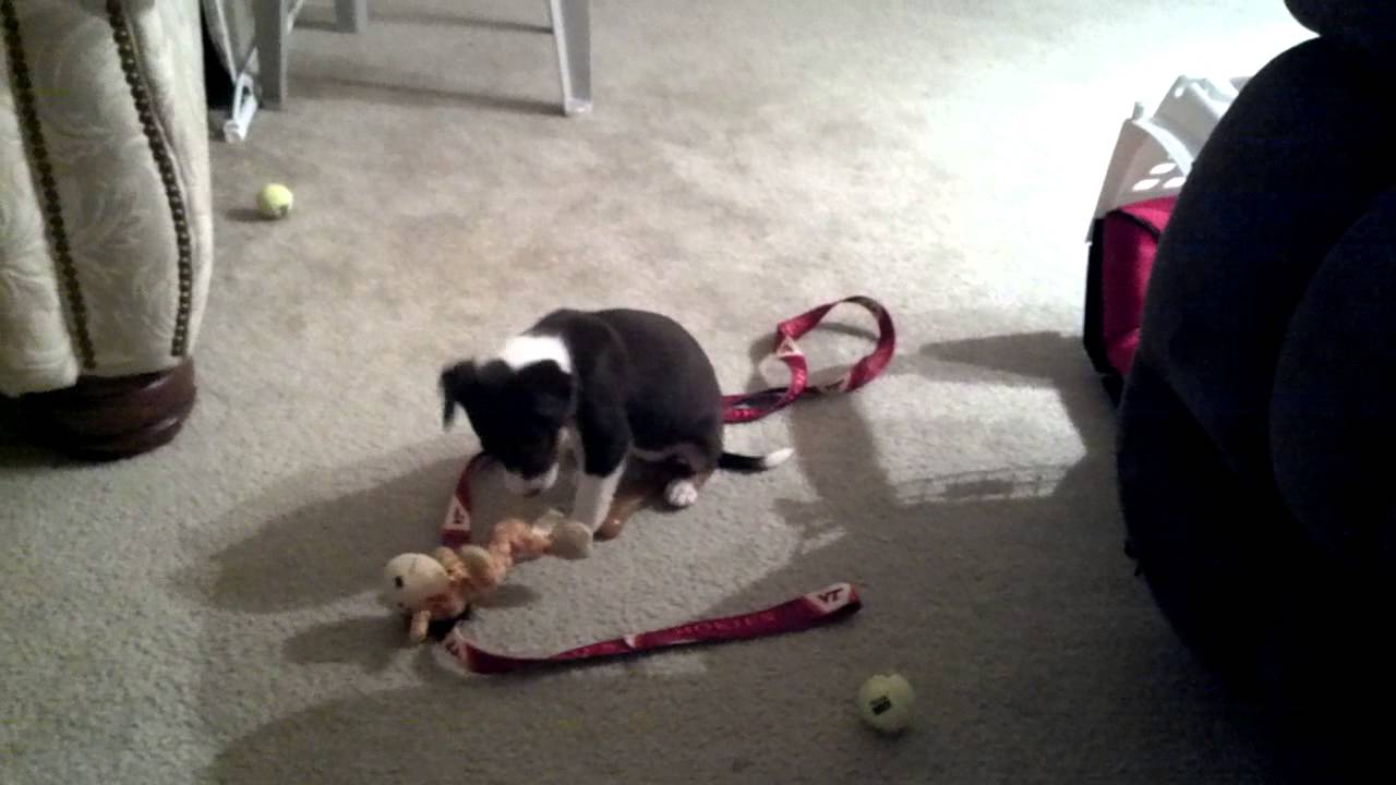7 week old beagle puppy with too many toys to choose from - YouTube