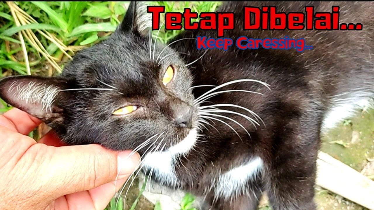 Anak Kucing Lucu Tuxedo Setiap Hari Dibelai | Cute Tuxedo Kitten ...