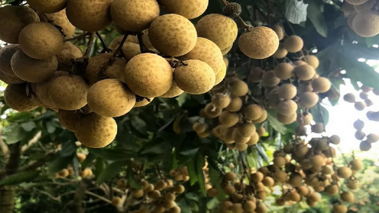 WOW! Amazing New Agriculture Technology - Longan tree - YouTube